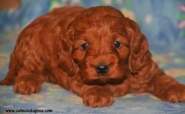 Cute Cockapoos: Progression of a Cockapoo Puppy, Week by Week Photos
